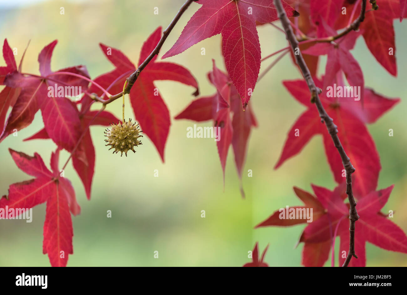 The leaves and fruit of the American sweetgum tree in fall foliage ...