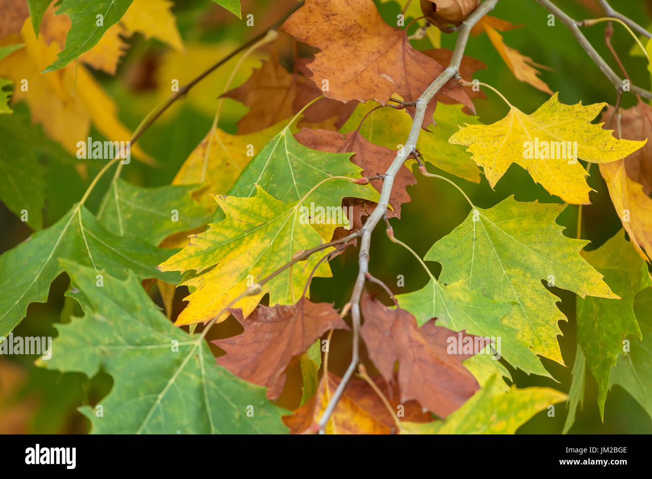 London plane tree in autumn hi-res stock photography and images - Alamy