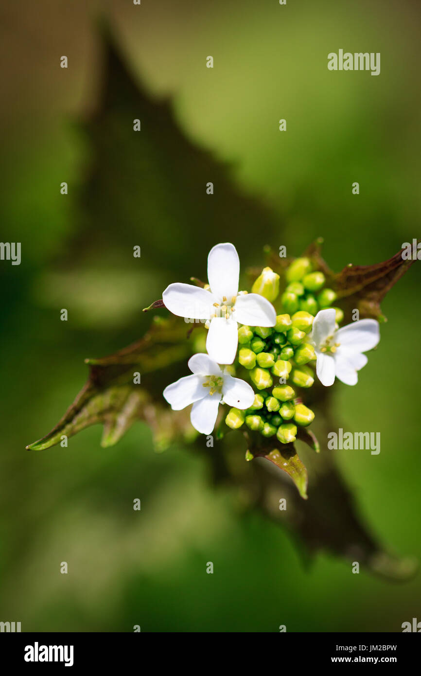 Nettle flowers hi-res stock photography and images - Alamy