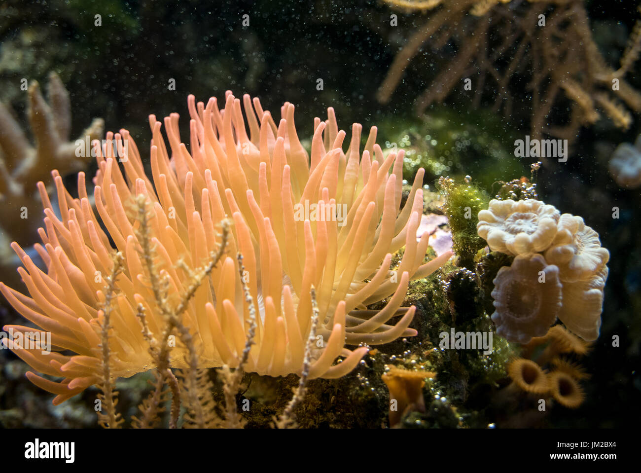 Red rock anemone hi-res stock photography and images - Alamy