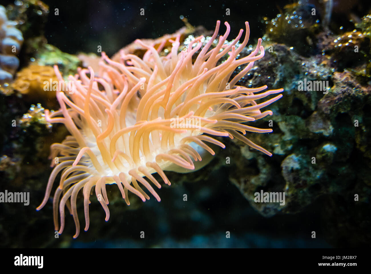 Orange anemone overgrowing the rock in saltwater Stock Photo - Alamy