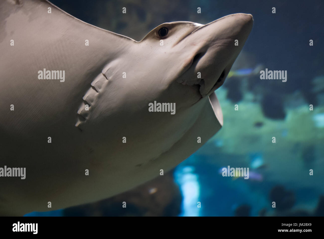 Floating manta hi-res stock photography and images - Alamy