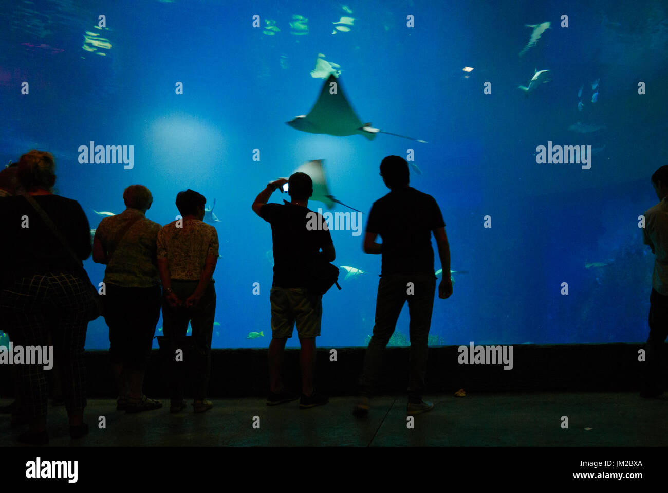 People admiring floating fishes in the Oceanarium in Wroclaw, Poland ...