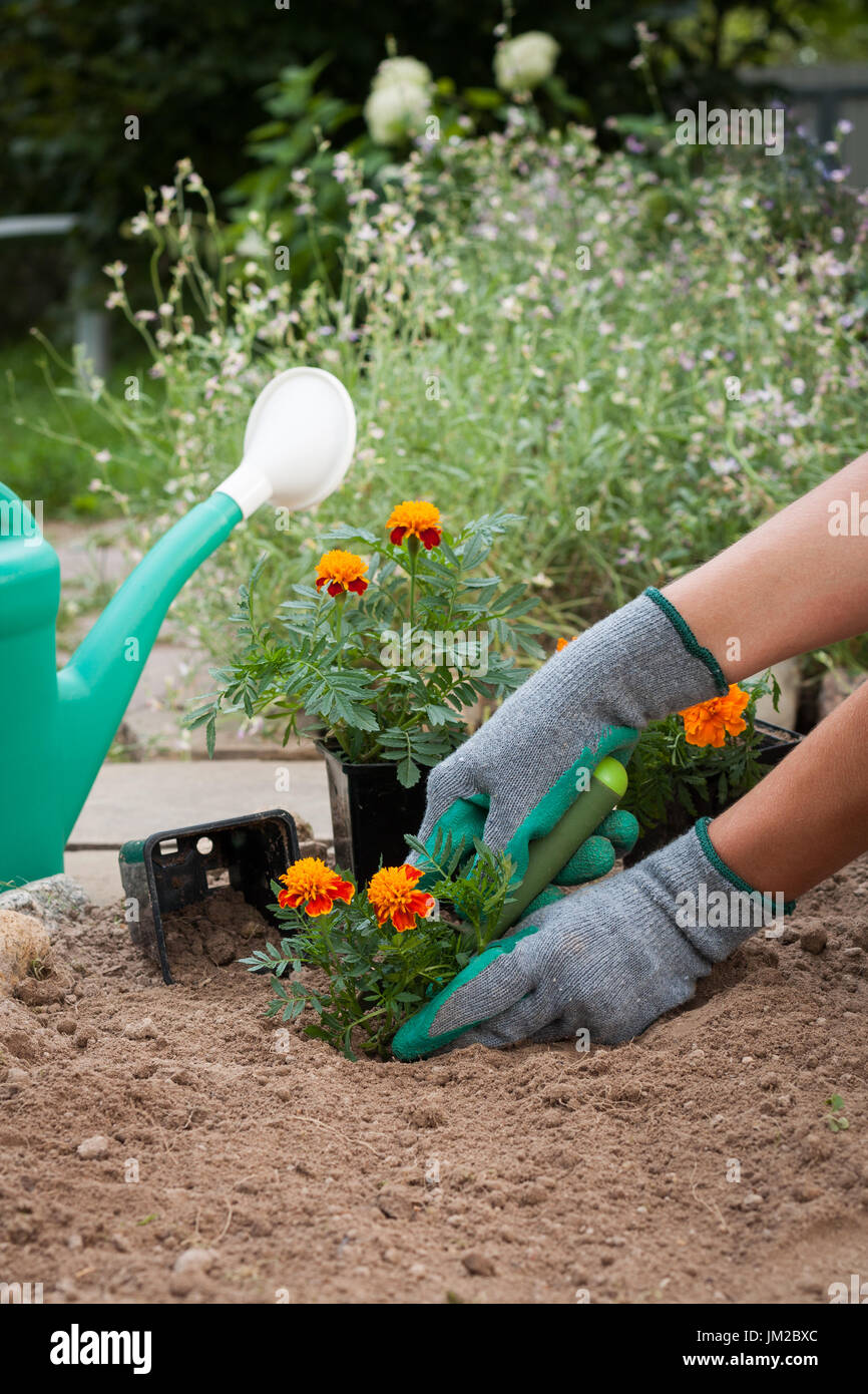 Female Florist Planting Marigold Flowers From A Garden Tools In Her ...