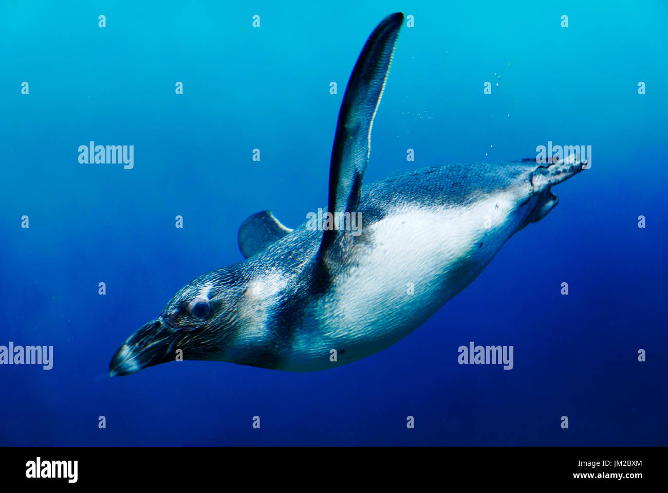 Floating penguin underwater in ocean water Stock Photo - Alamy