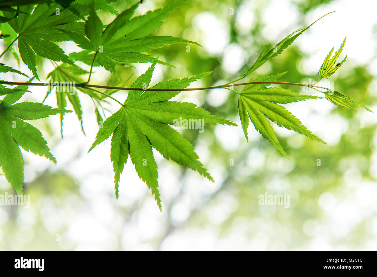 Fresh green maple leaves with soft focus Stock Photo - Alamy