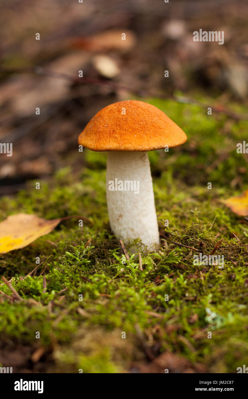 Mushroom Leccinum Aurantiacum (Orange-Cap Boletus). One Young Edible ...