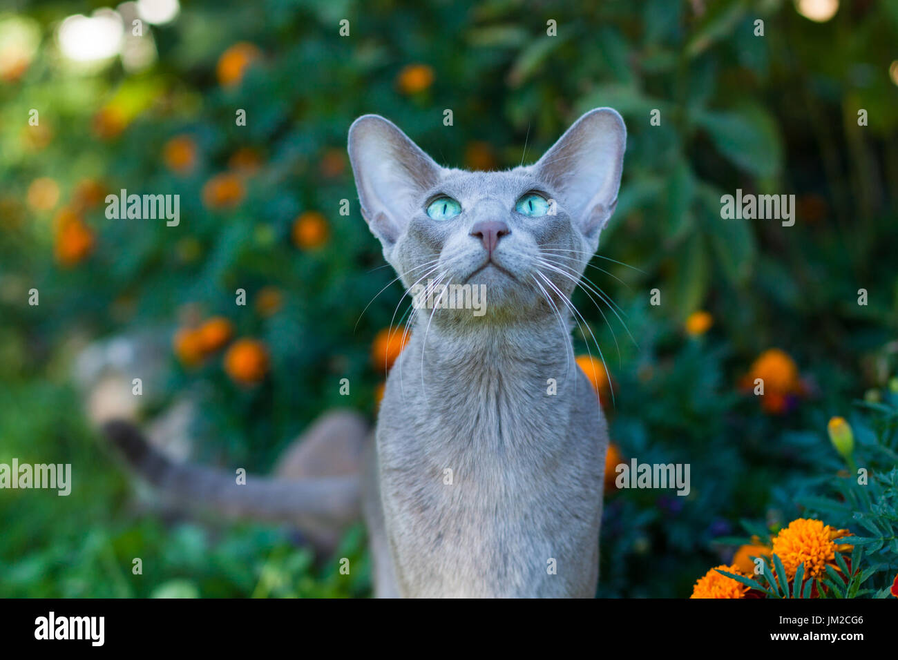 Oriental shorthair cat hi-res stock photography and images - Alamy