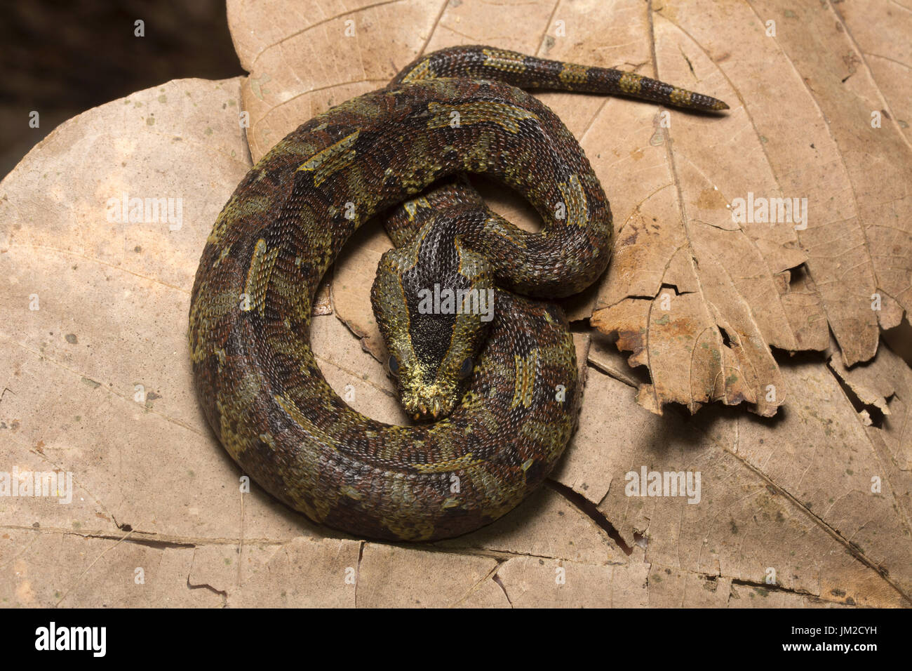 Rhinoceros viper (bitis nasicornis) hi-res stock photography and images ...