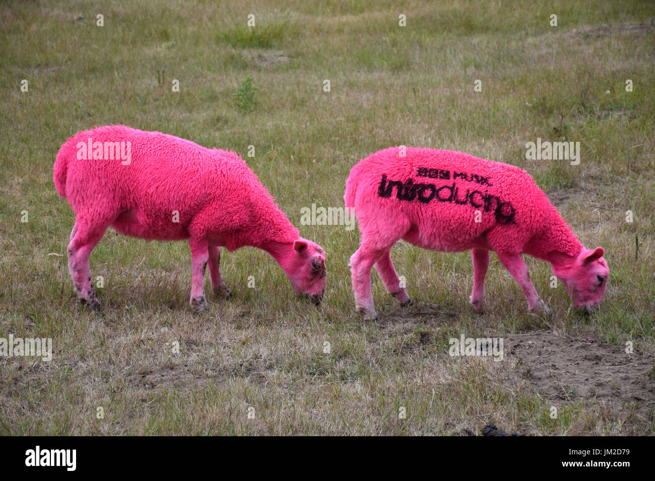 Latitude festival pink sheep hi-res stock photography and images - Alamy