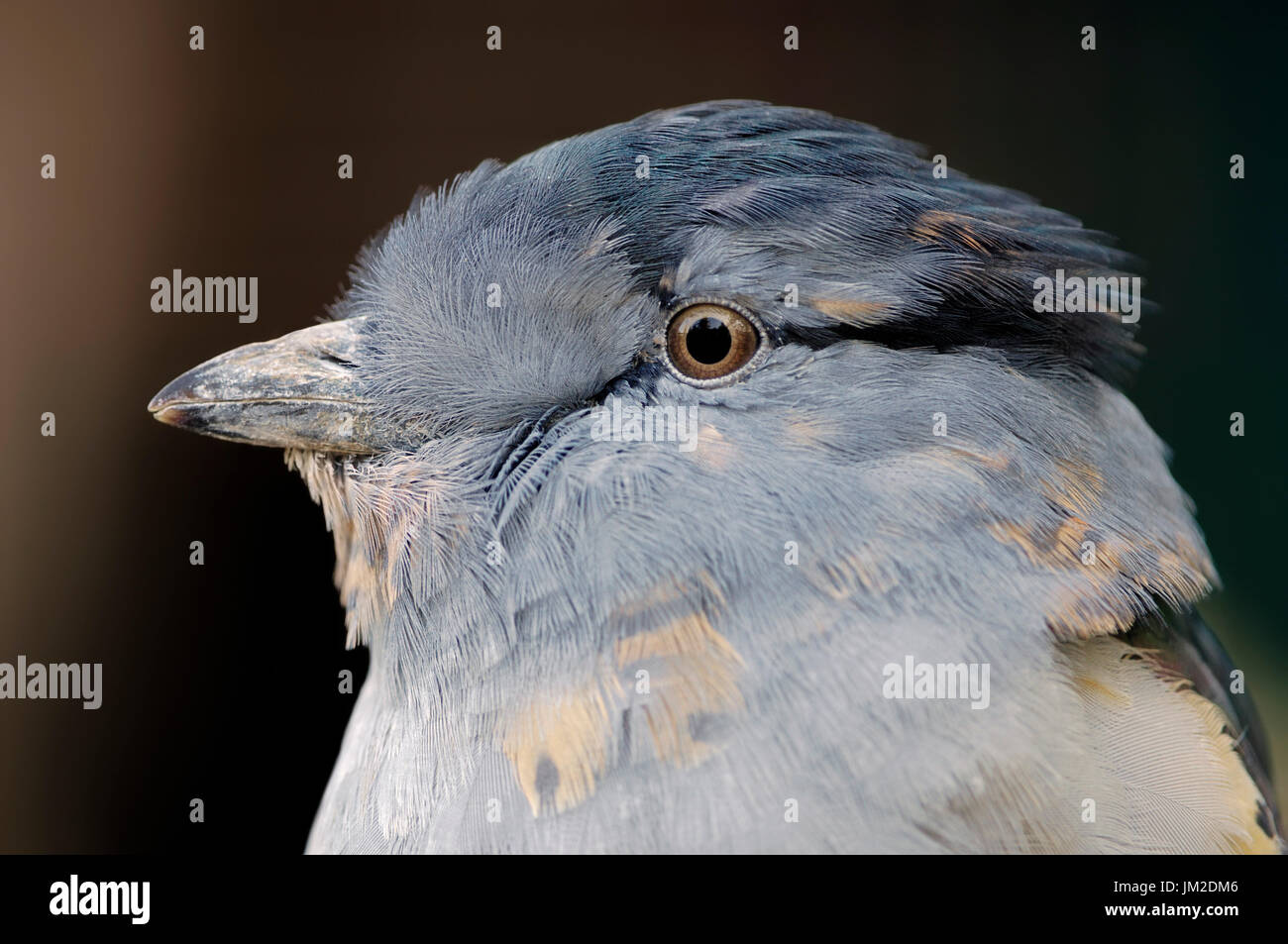 Kurol, maennlich / (Leptosomus discolor) | Cuckoo Roller, male ...