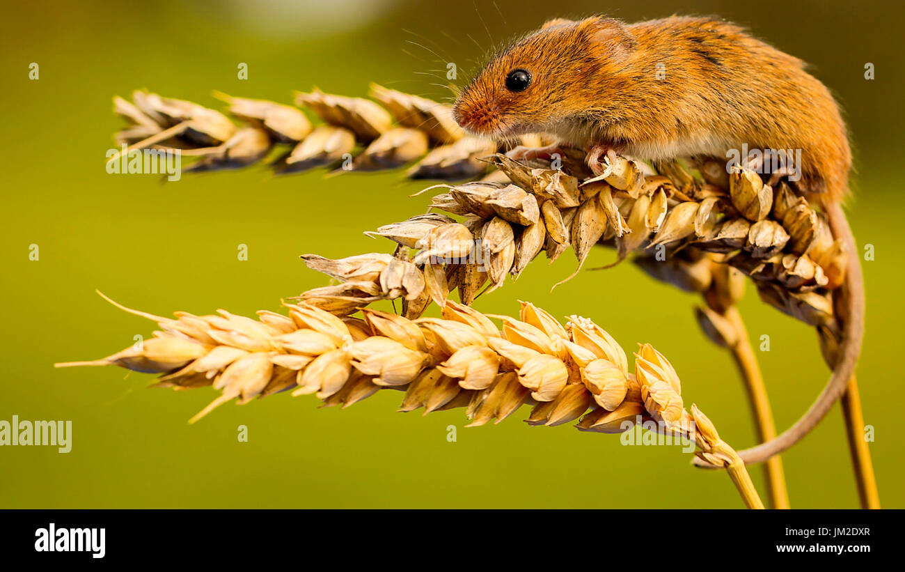 Harvest mouse stalk hi-res stock photography and images - Alamy