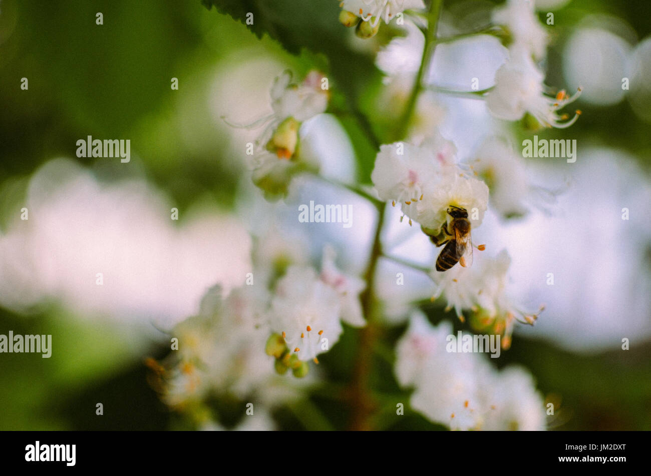 Pollinates animals pollination hi-res stock photography and images - Alamy