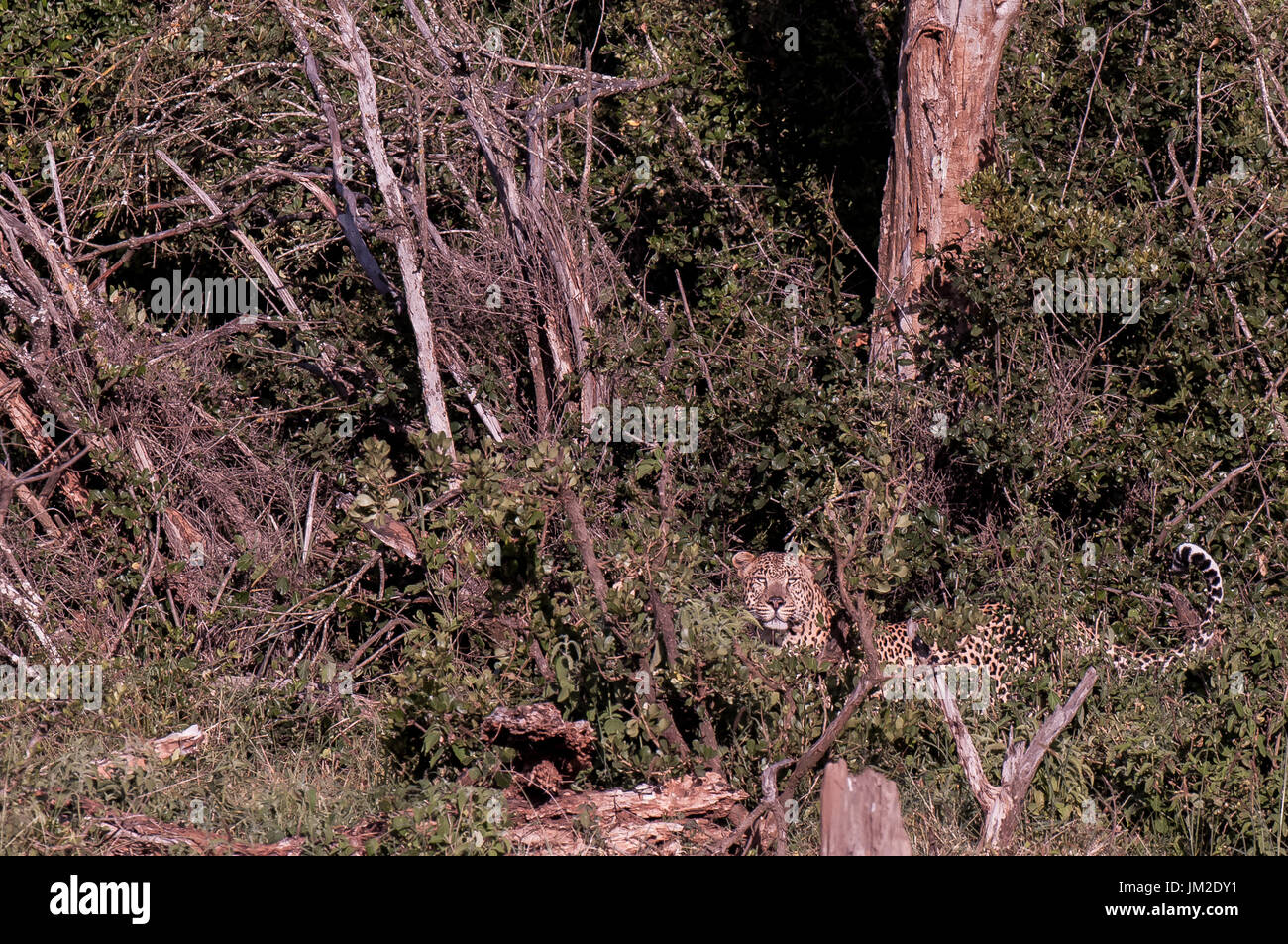 Leopard hills africa hi-res stock photography and images - Alamy