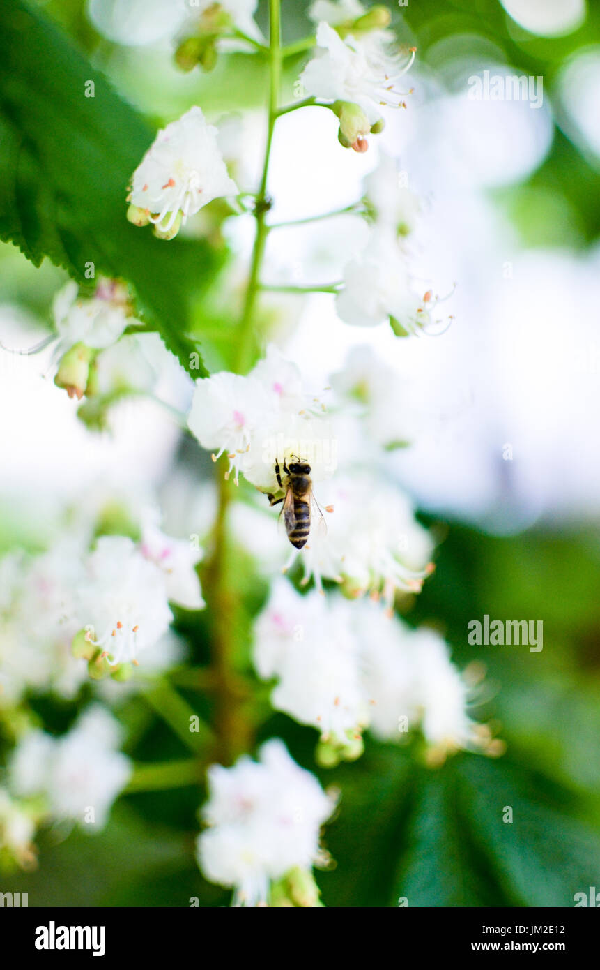Pollinates animals pollination hi-res stock photography and images - Alamy