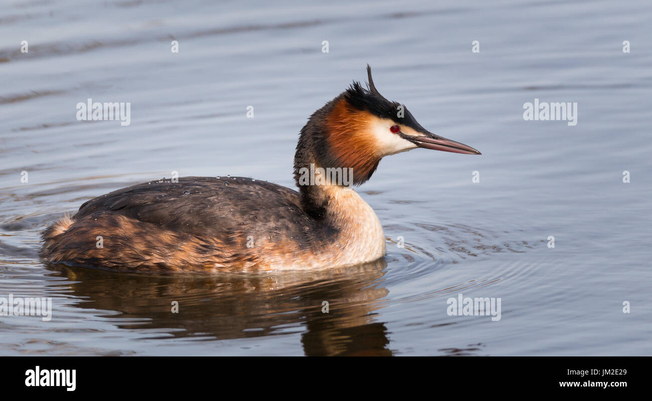 crested grebe swimming in a lake Stock Photo - Alamy