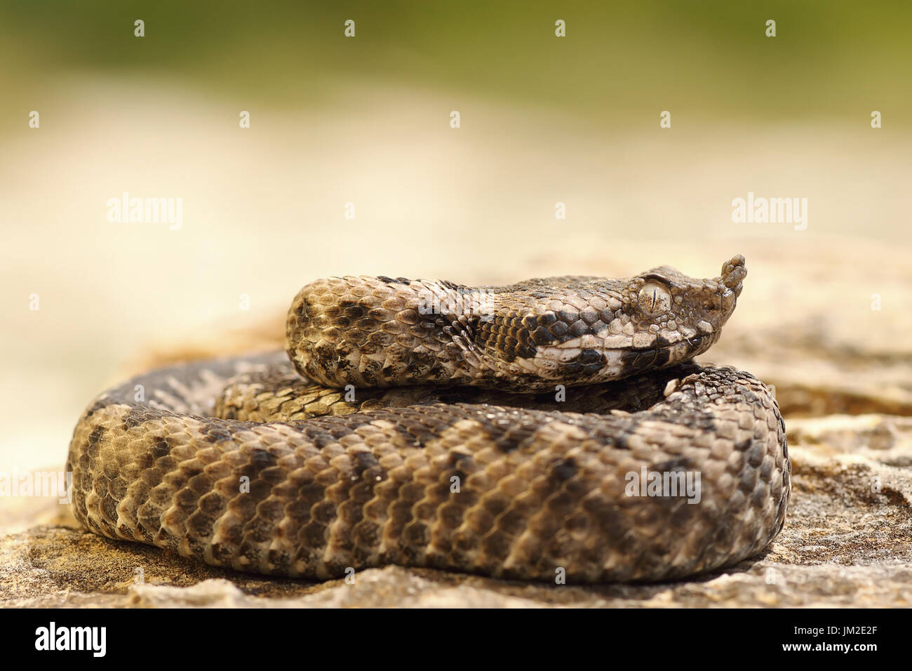 poisonous snake youngster basking on stone ( nose horned viper, Vipera ...