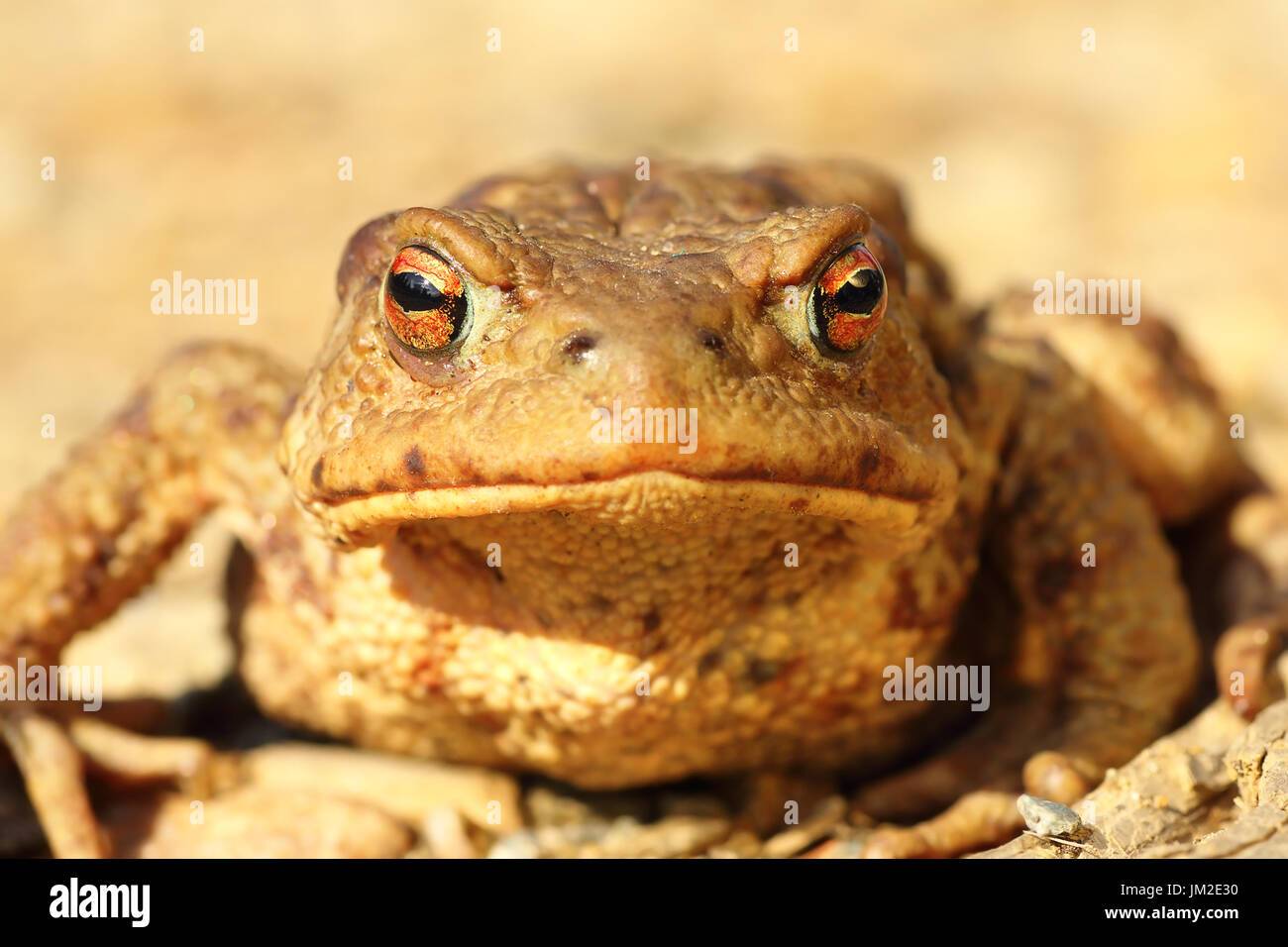 portrait of curious funny brown common toad looking towards the camera ...