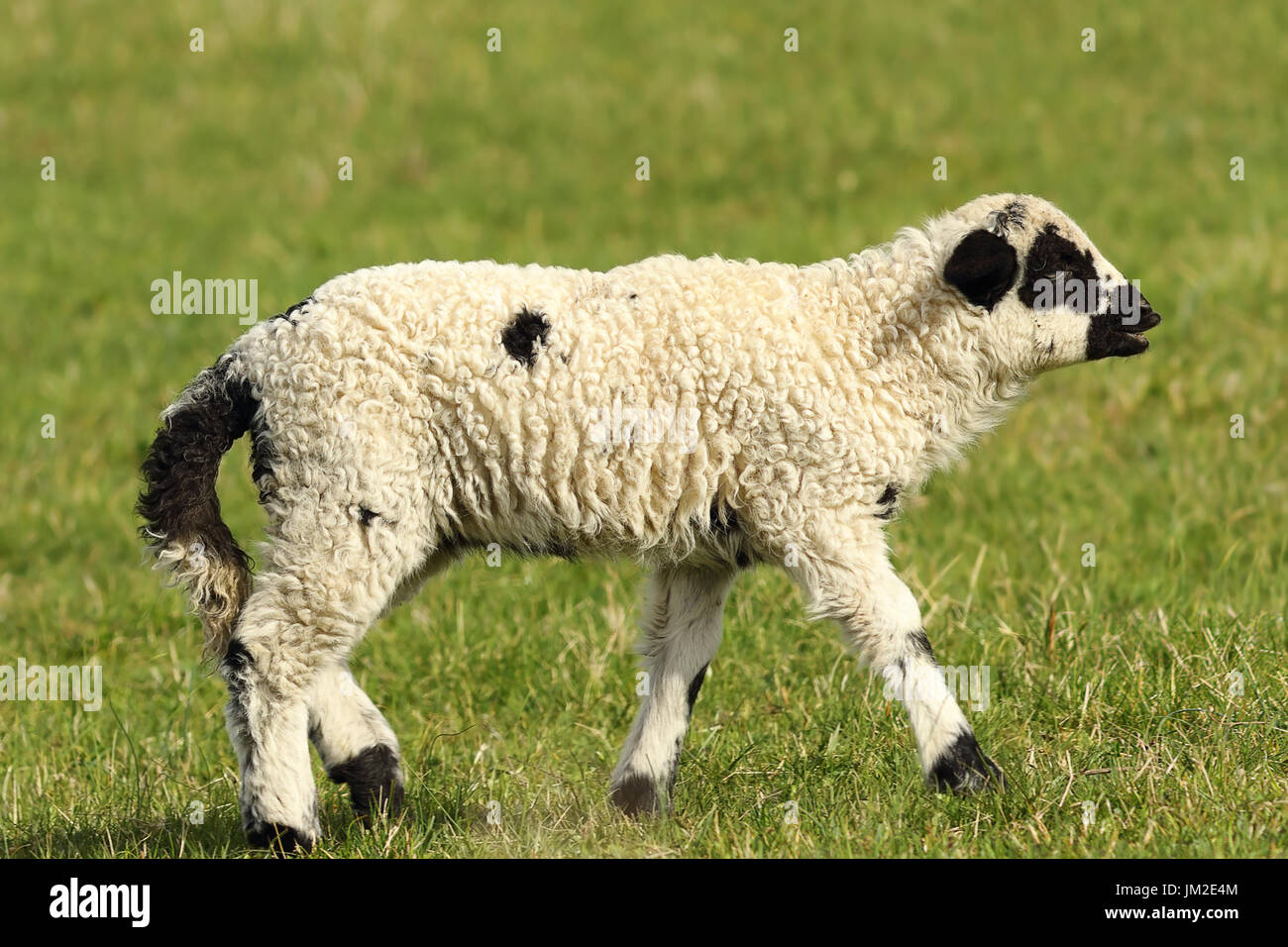 White lamb standing hi-res stock photography and images - Alamy