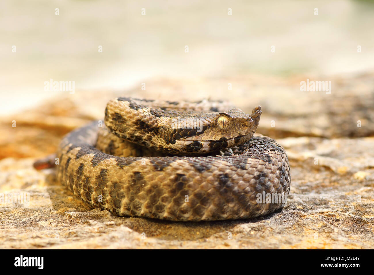 young venomous snake standing on stone, the dangerous european nose ...