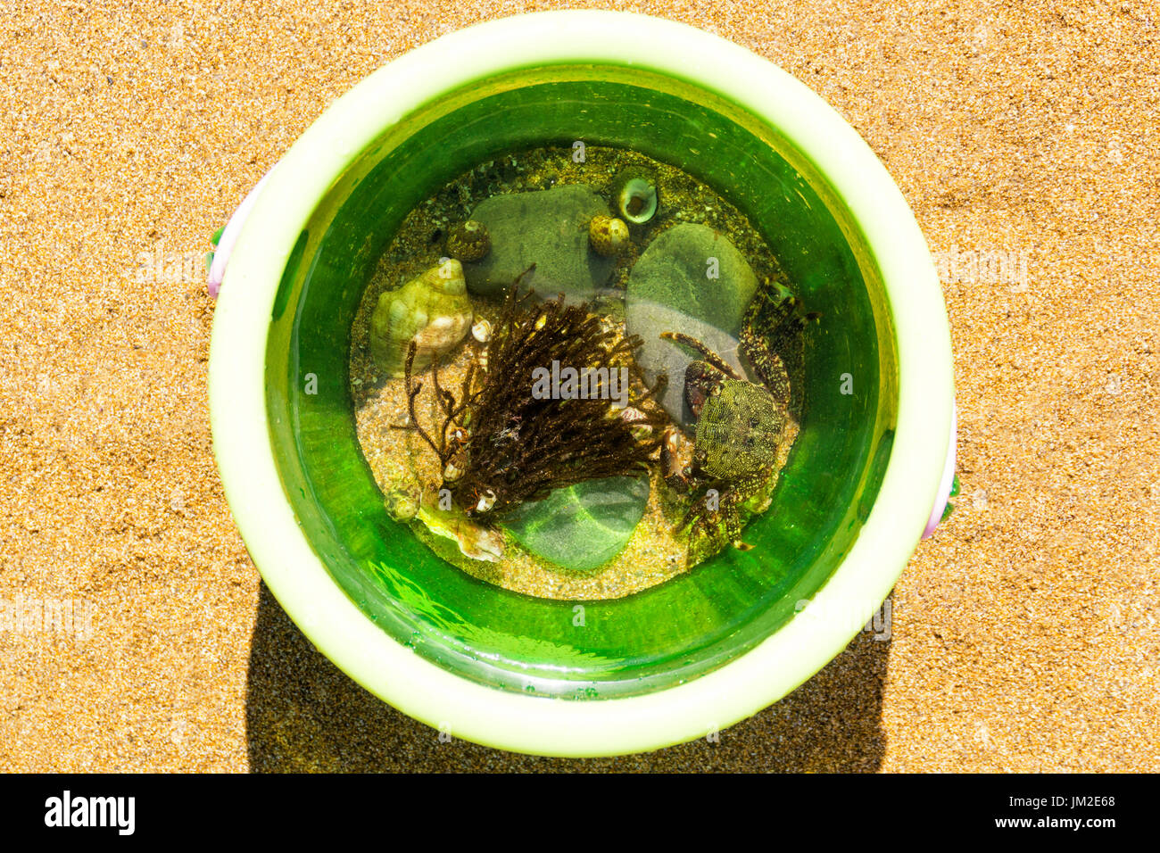 Inside a sea shell hi-res stock photography and images - Alamy