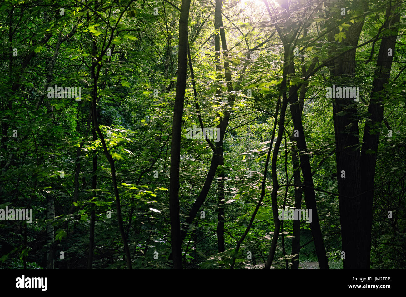 Summer Forest lit by Evening Sun Rays Stock Photo - Alamy