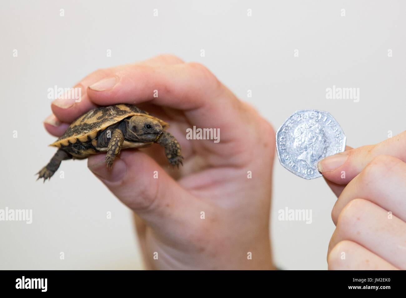 New baby pancake tortoise west midland safari park hi-res stock ...