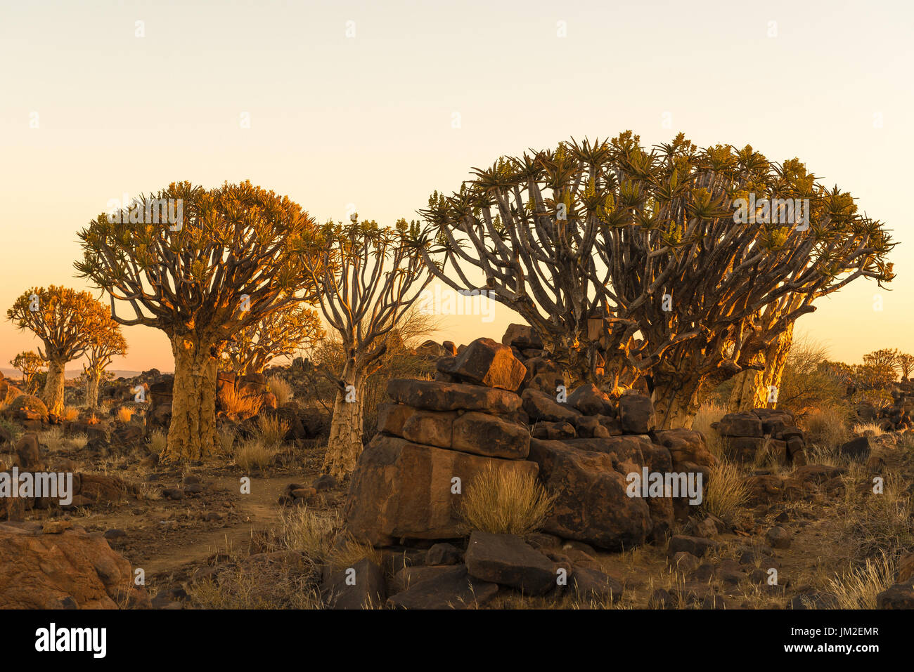 Sunset view of the quiver tree forest at Garas Park Rest Camp, near ...