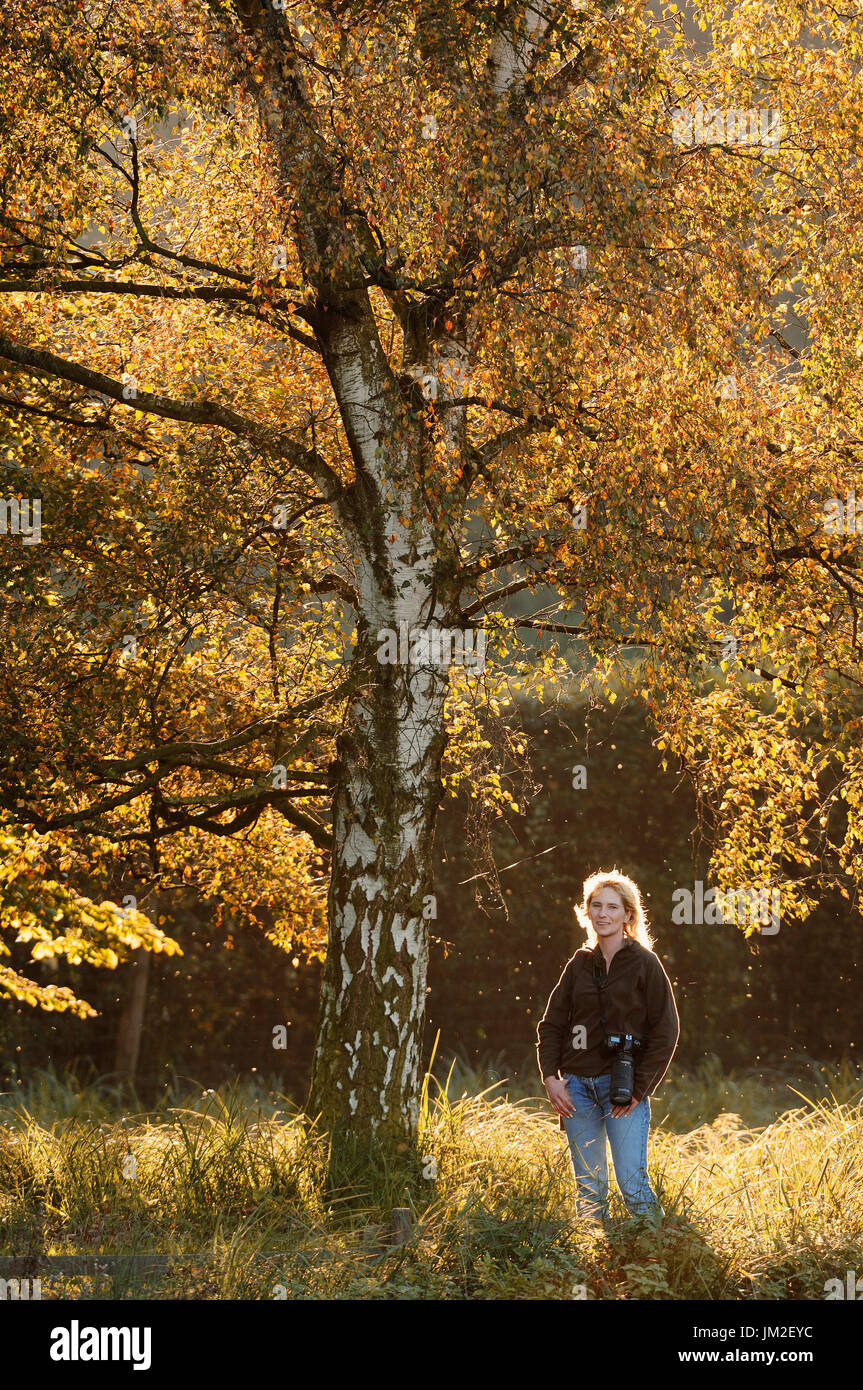 Silver Birch and woman in autumn, North Rhine-Westphalia, Germany ...