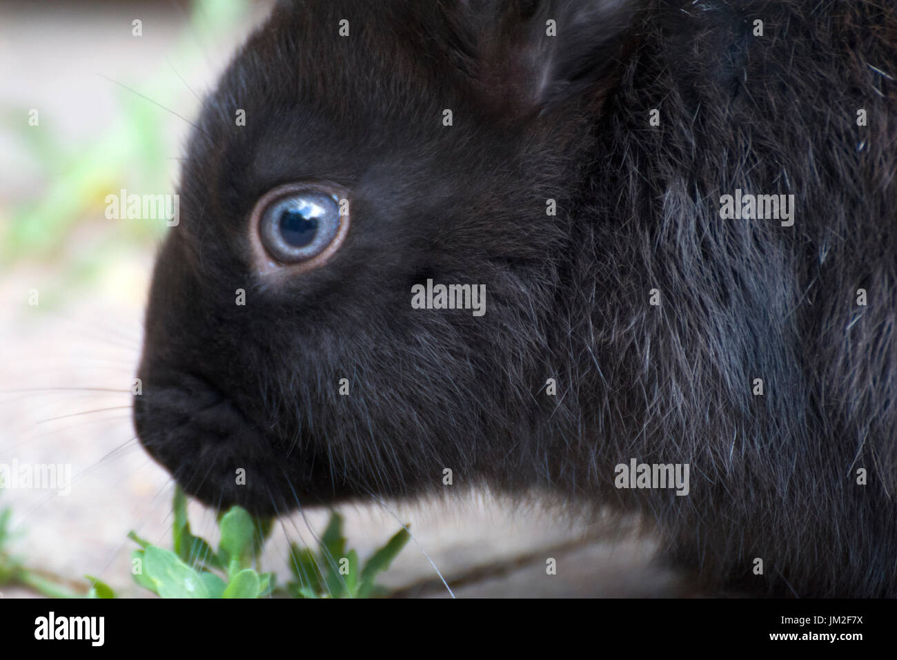 Cute black rabbit pet profile Stock Photo - Alamy