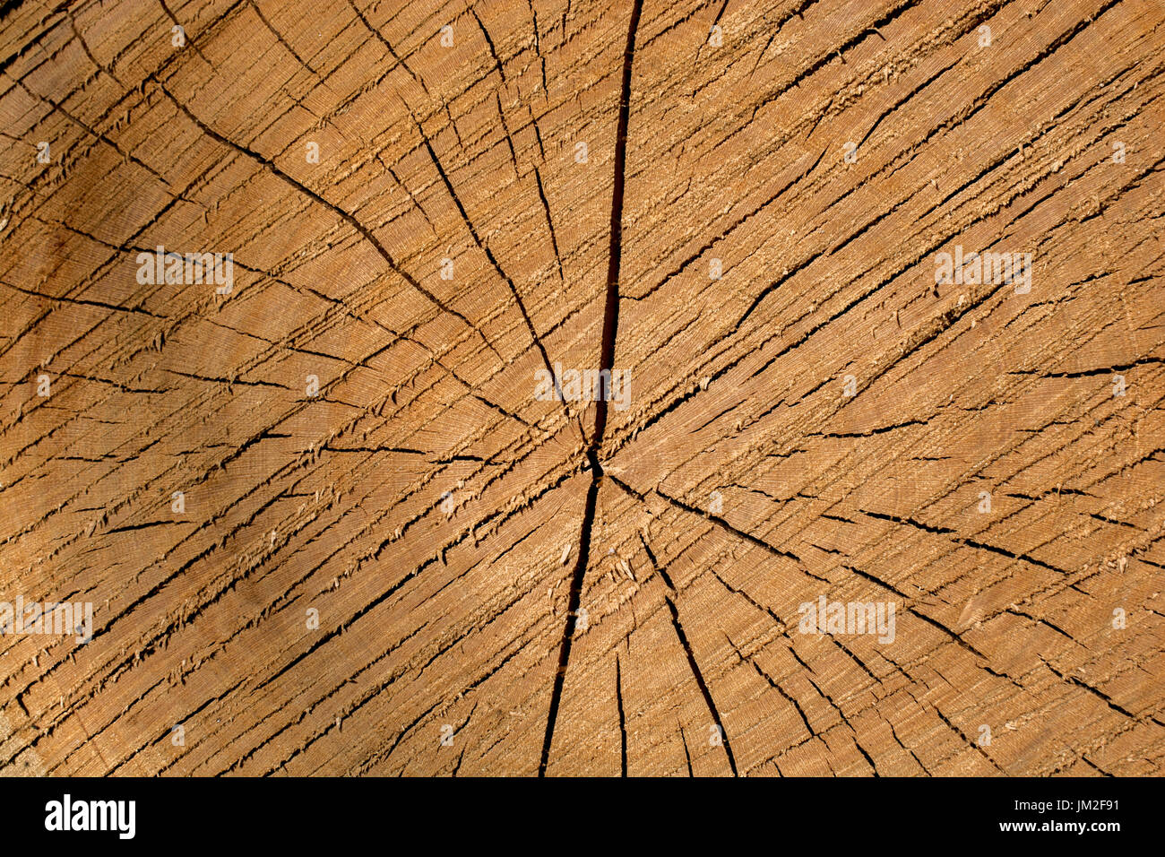 Cut tree stump surface as a background texture Stock Photo - Alamy
