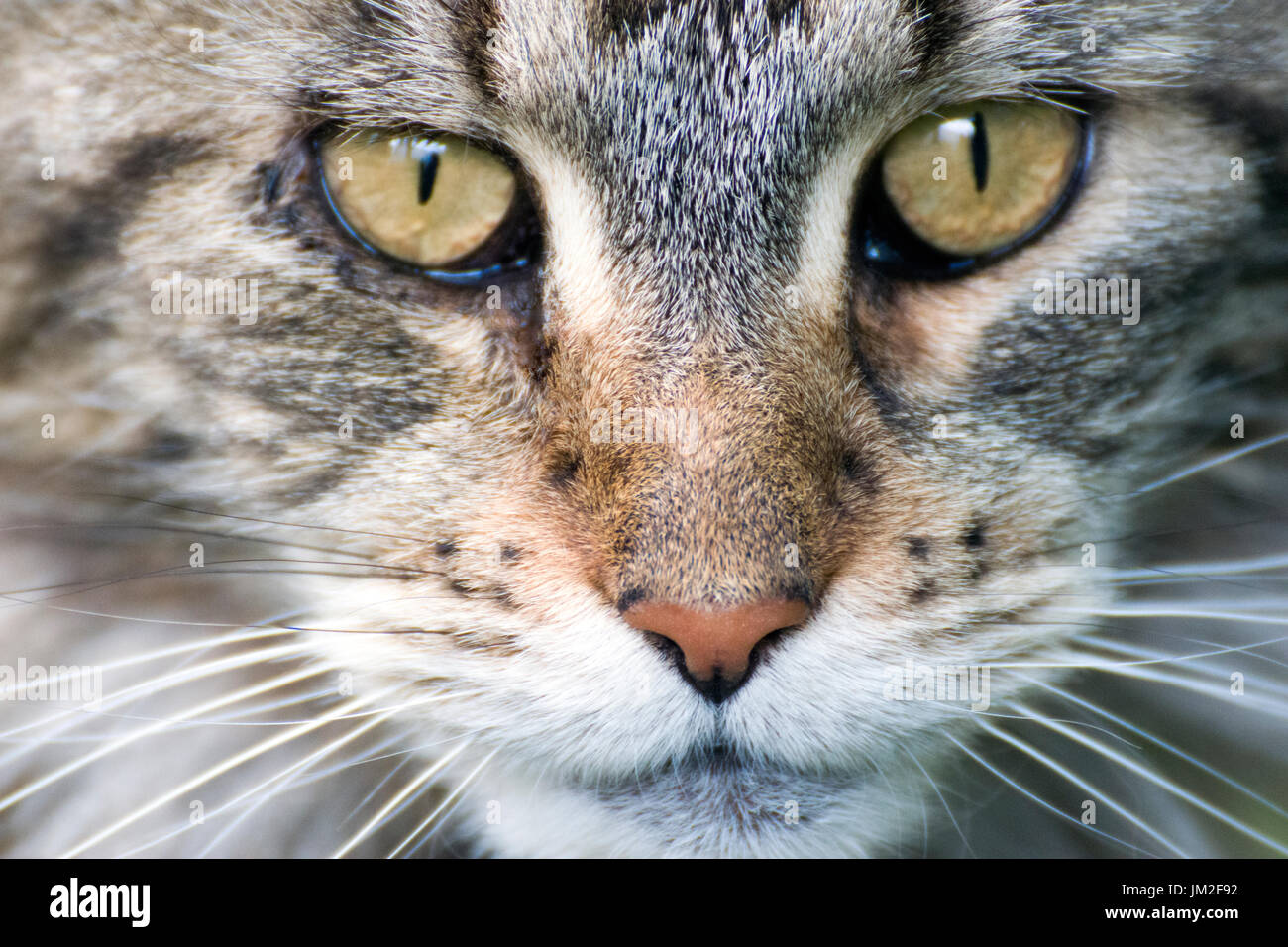 Close Up Photo Of Sissi The Beautiful Maine Coon Tabby Pussycat The