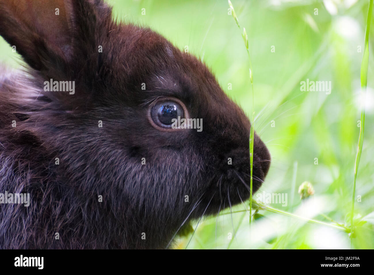 Cute black rabbit pet profile Stock Photo - Alamy
