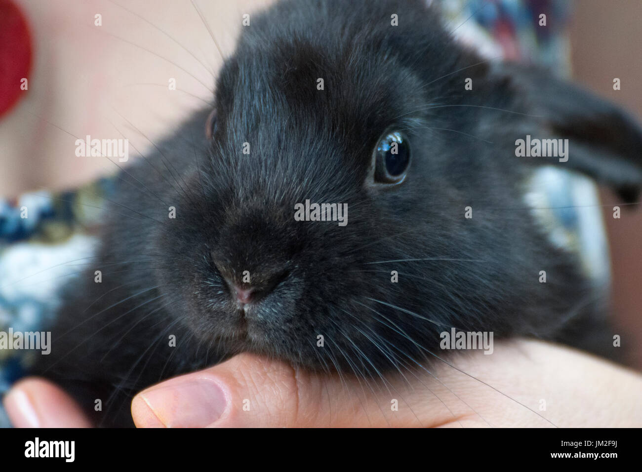 Bunny held in hands hi-res stock photography and images - Alamy