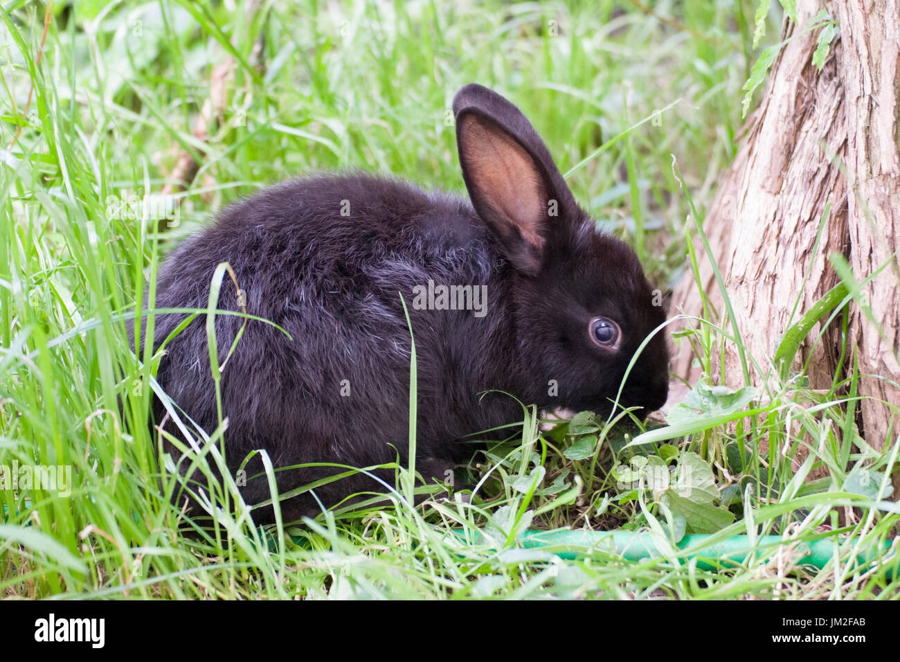 Buck Rabbit High Resolution Stock Photography and Images - Alamy