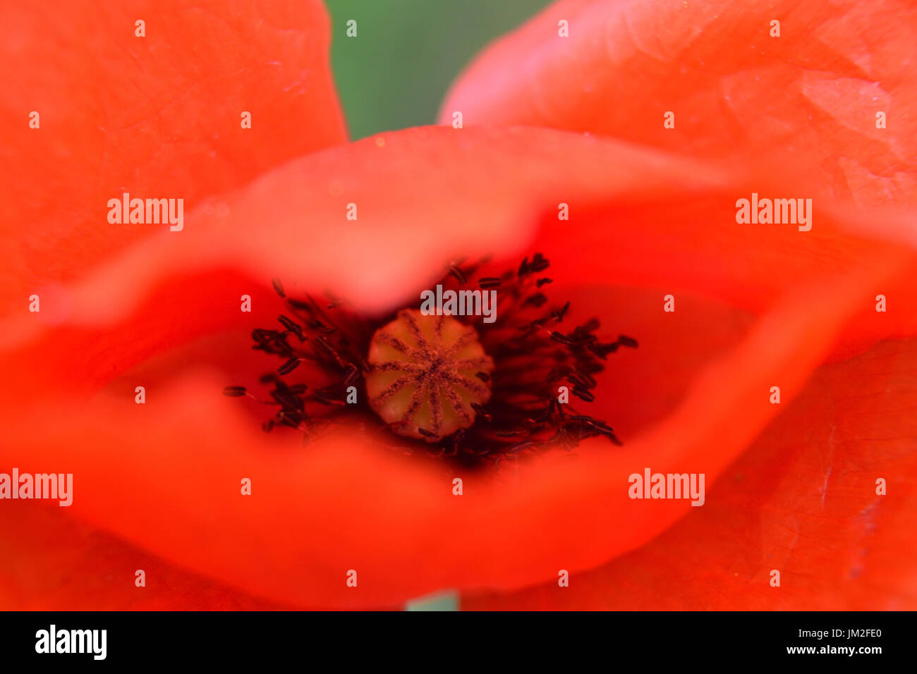 Morphine and codeine hi-res stock photography and images - Alamy