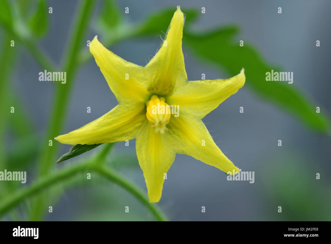 Tomato flower growing in greenhouse Stock Photo - Alamy