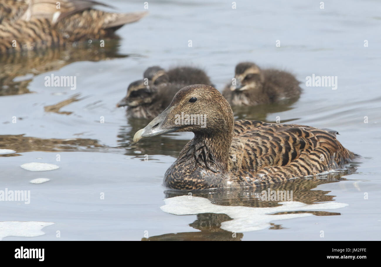 A pretty female Eider duck (Somateria mollissima) with her cute chicks ...