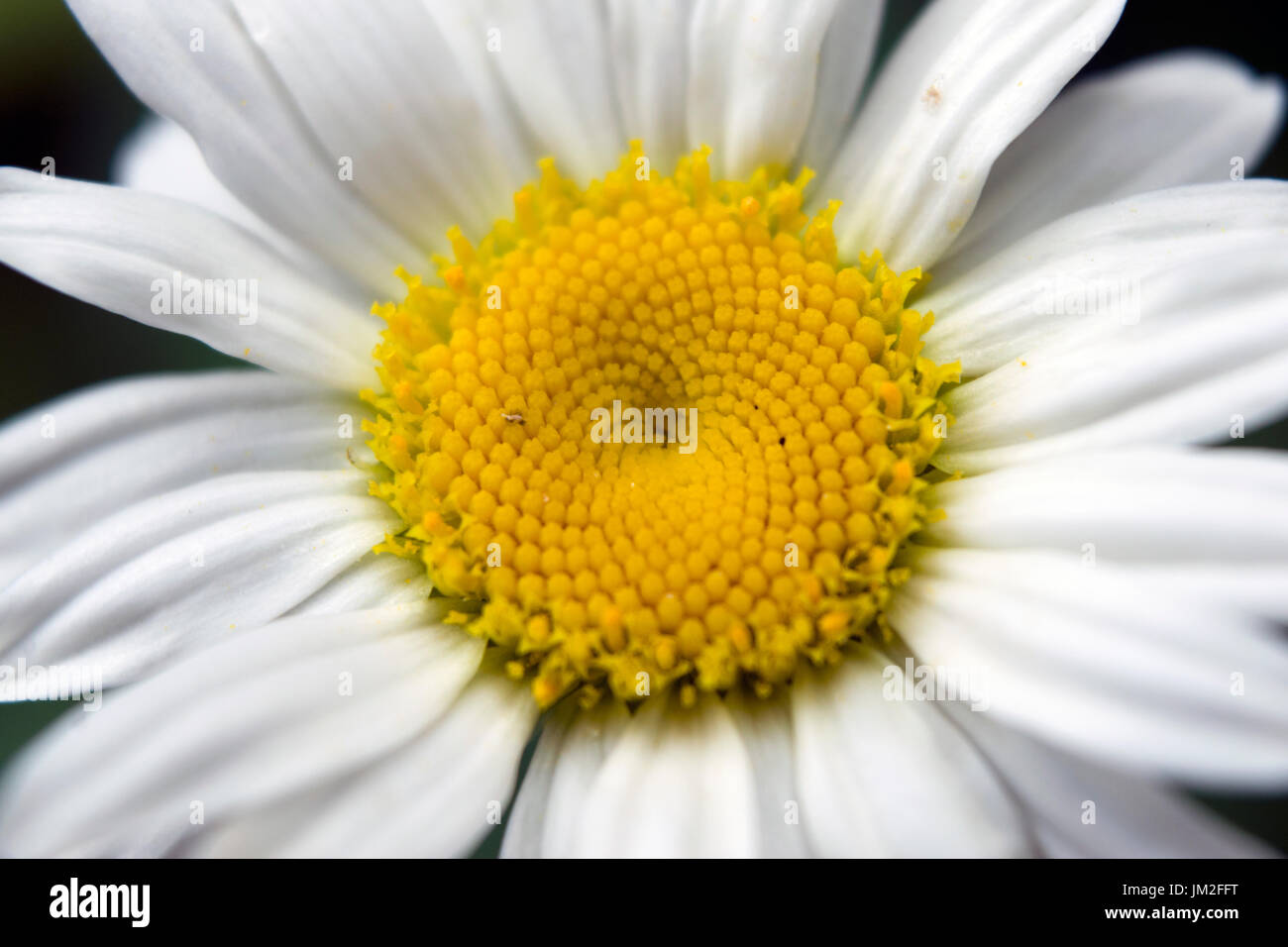 Leucanthemum vulgare, commonly known as the ox-eye daisy, ox eye daisy ...