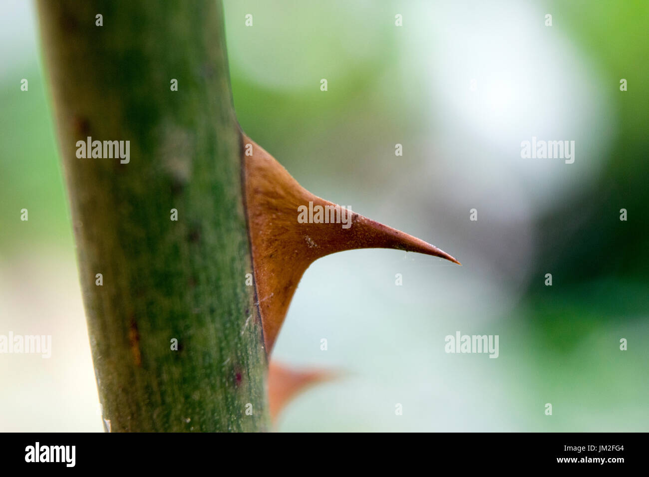 A rose thorn, a sharp protrusion on rose stems deterring herbivory ...