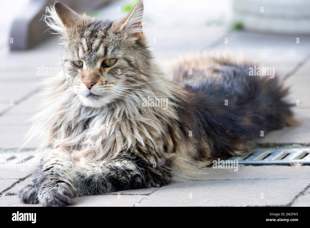 Maine coon pussy cat in sphinx position with crossed paws, one of the ...