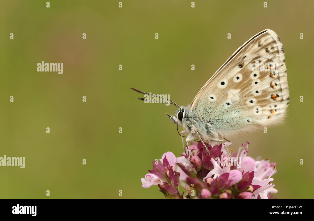 Chalk hill blue butterfly hi-res stock photography and images - Alamy