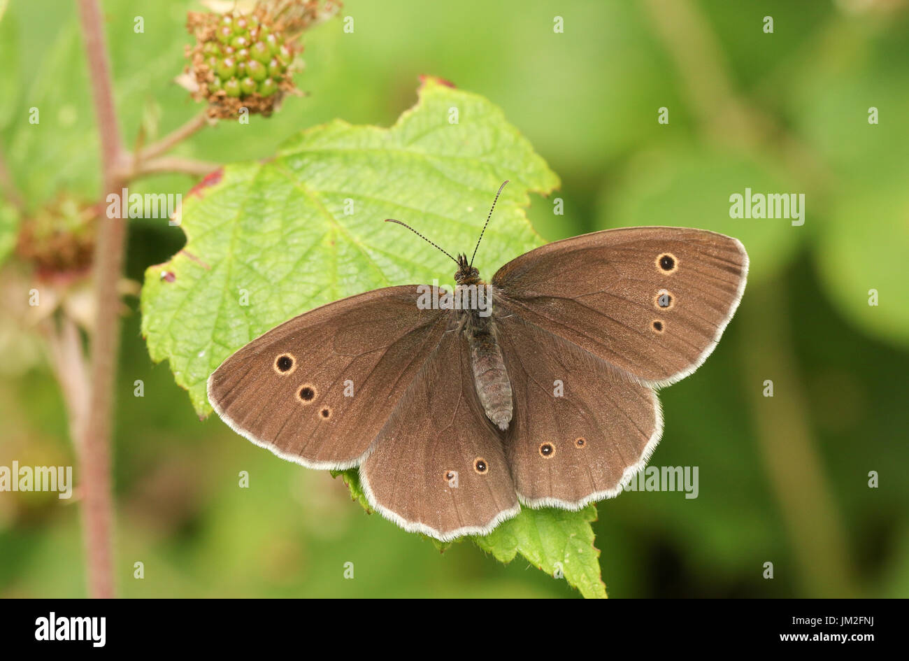 Beautiful ringlet butterfly hi-res stock photography and images - Alamy