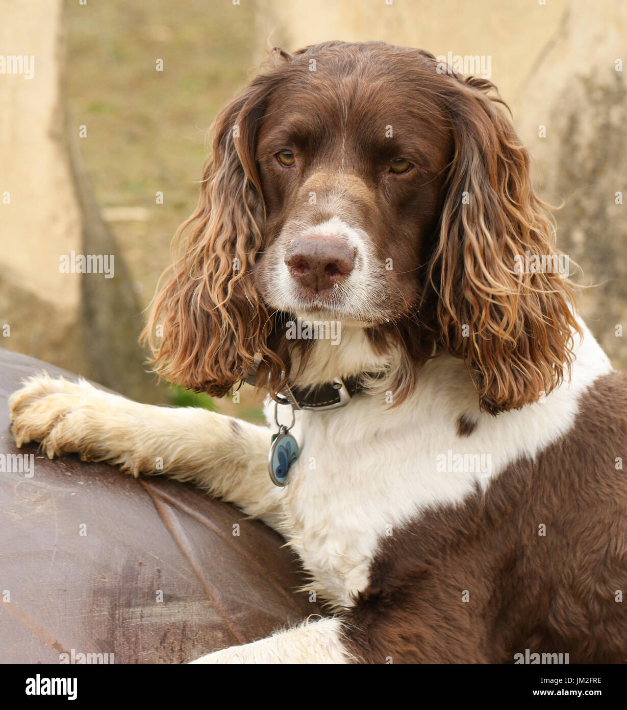 An English Springer Spaniel Dog (Canis lupus familiaris) with its paws ...