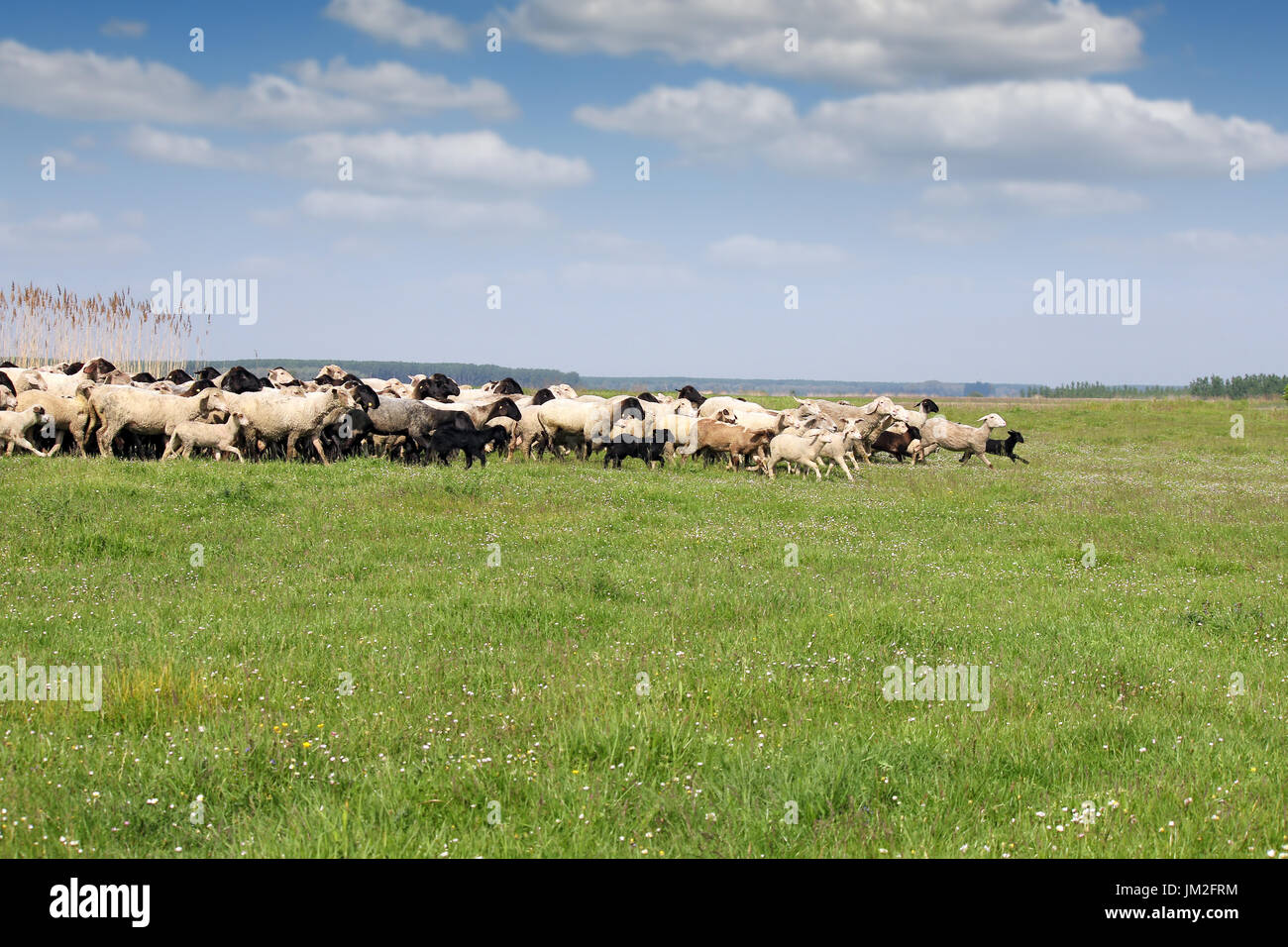Sheep run field hi-res stock photography and images - Alamy