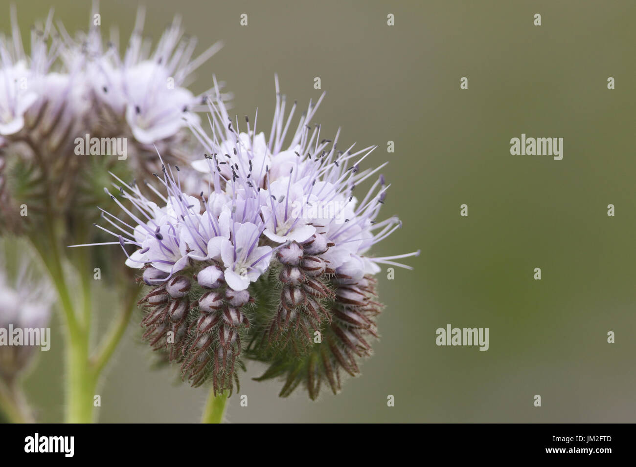 A beautiful Phacelia (Phacelia tanacetifolia) flower, it is a species ...