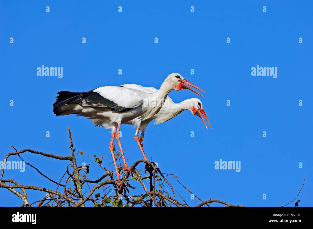 White Stork, pair, North Rhine-Westphalia, Germany / (Ciconia ciconia ...
