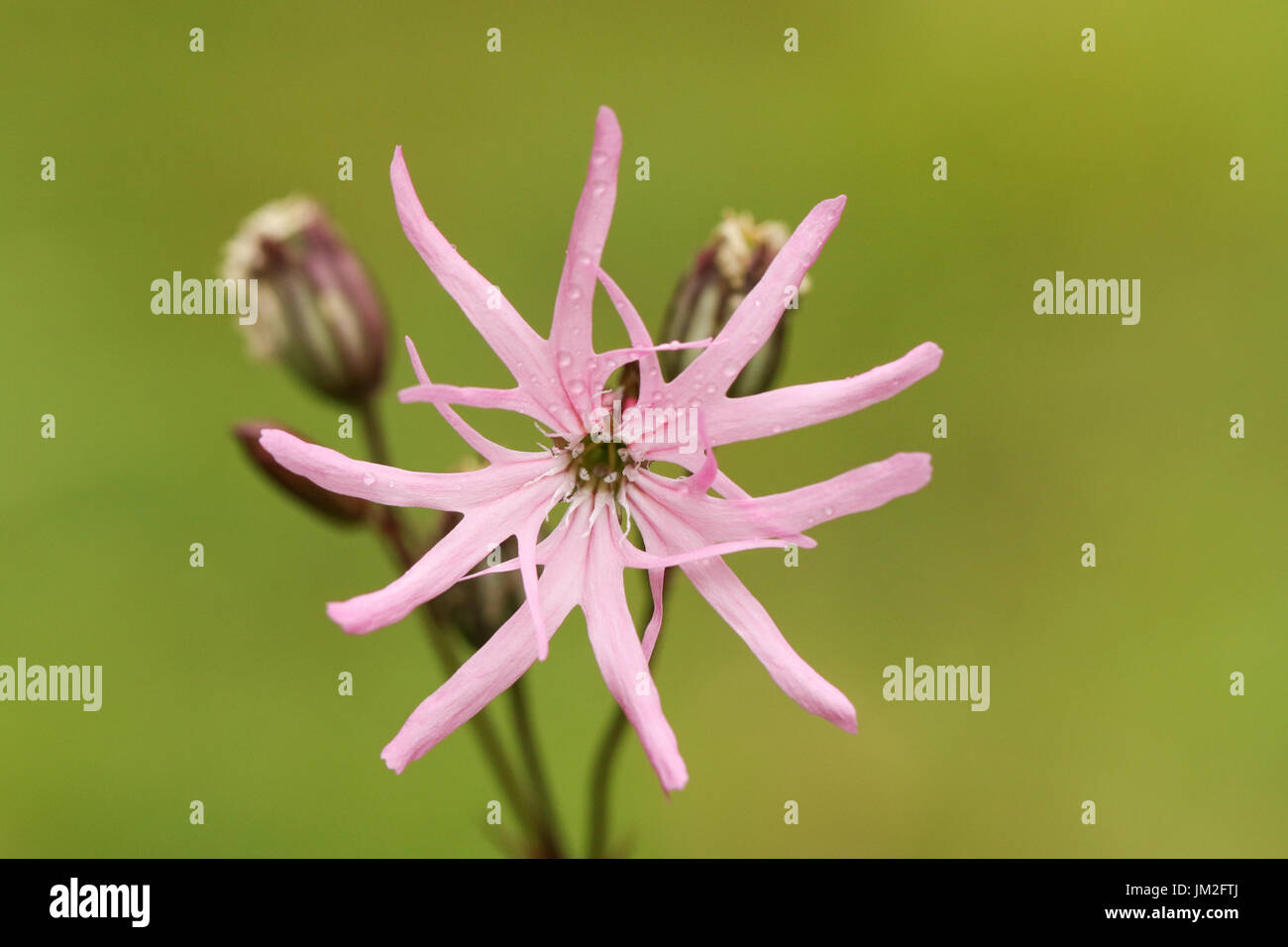 A pretty Ragged-Robin (Lychnis flos-cuculi) wildflower Stock Photo - Alamy