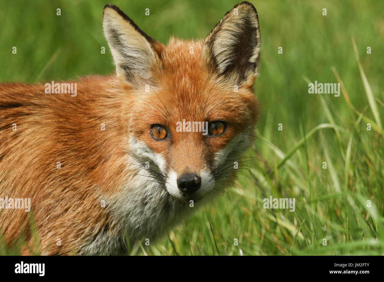 Red fox beautiful animal image hi-res stock photography and images - Alamy