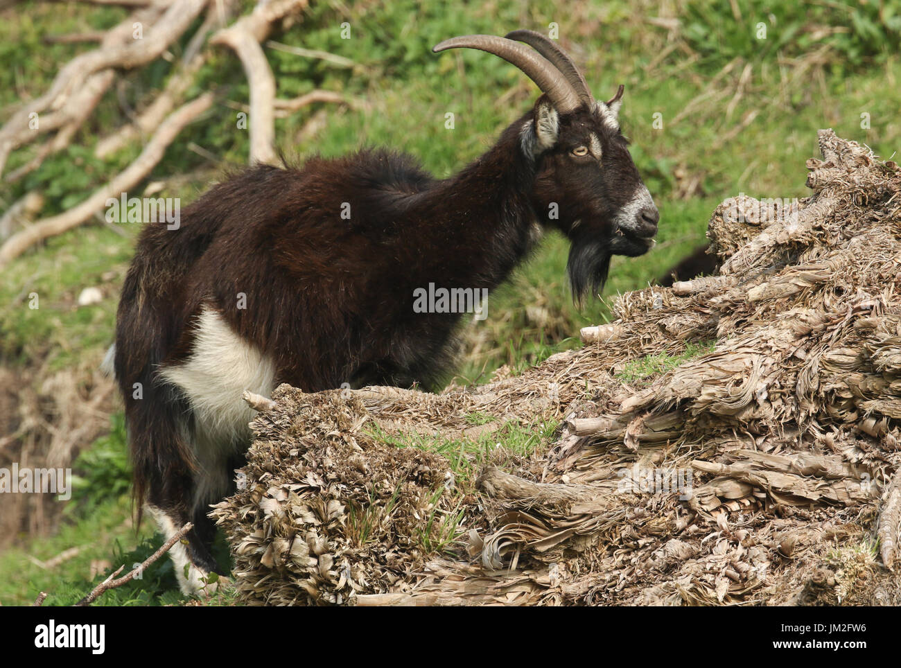 Wild goat capra aegagrus hi-res stock photography and images - Alamy